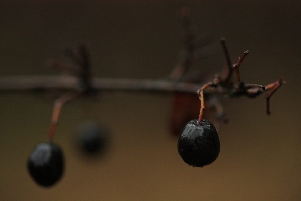 Free Stock Photo by Ivan Kornev - n.1402 - Magdeleine